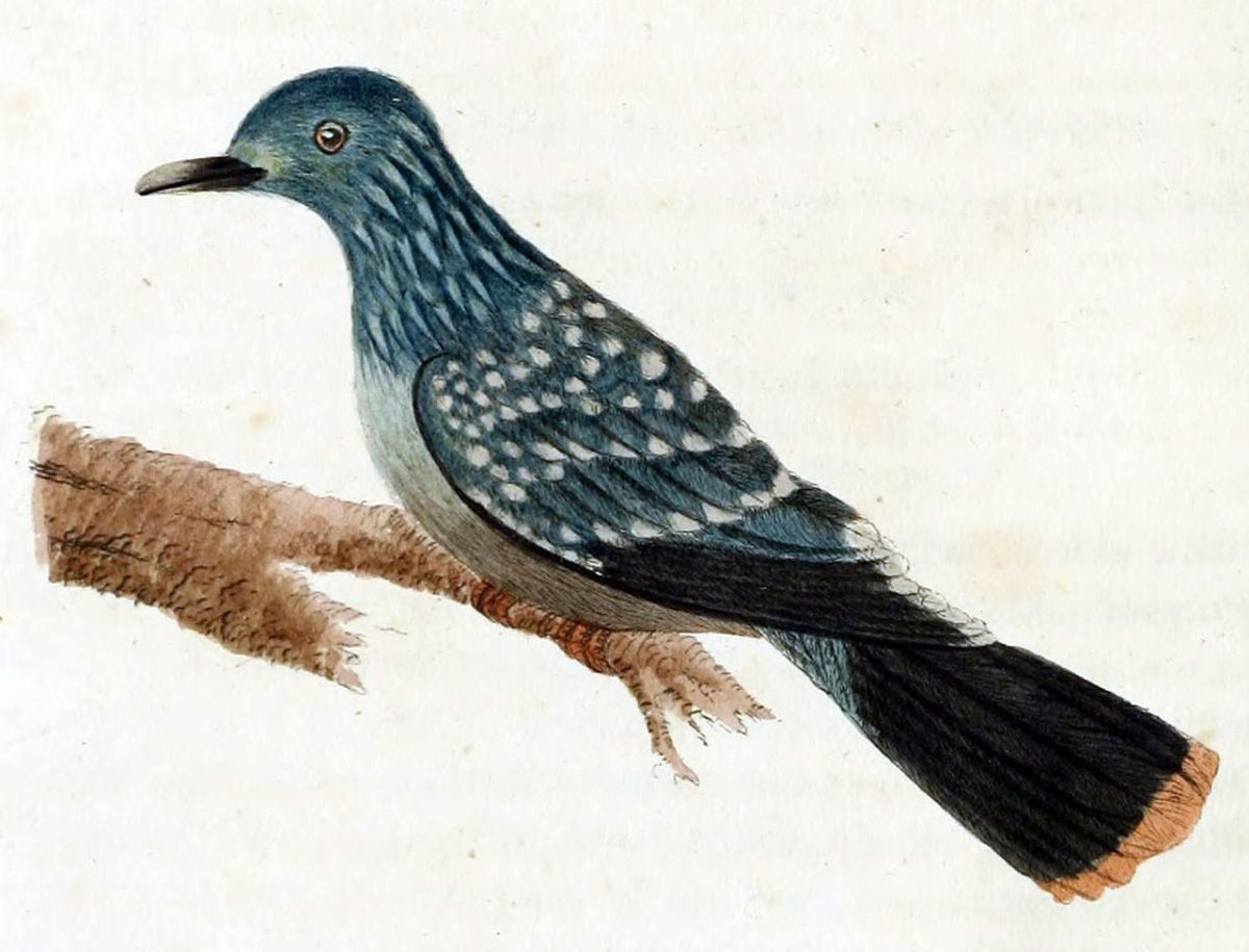 The Mysterious Spotted Green Pigeon - HubPages