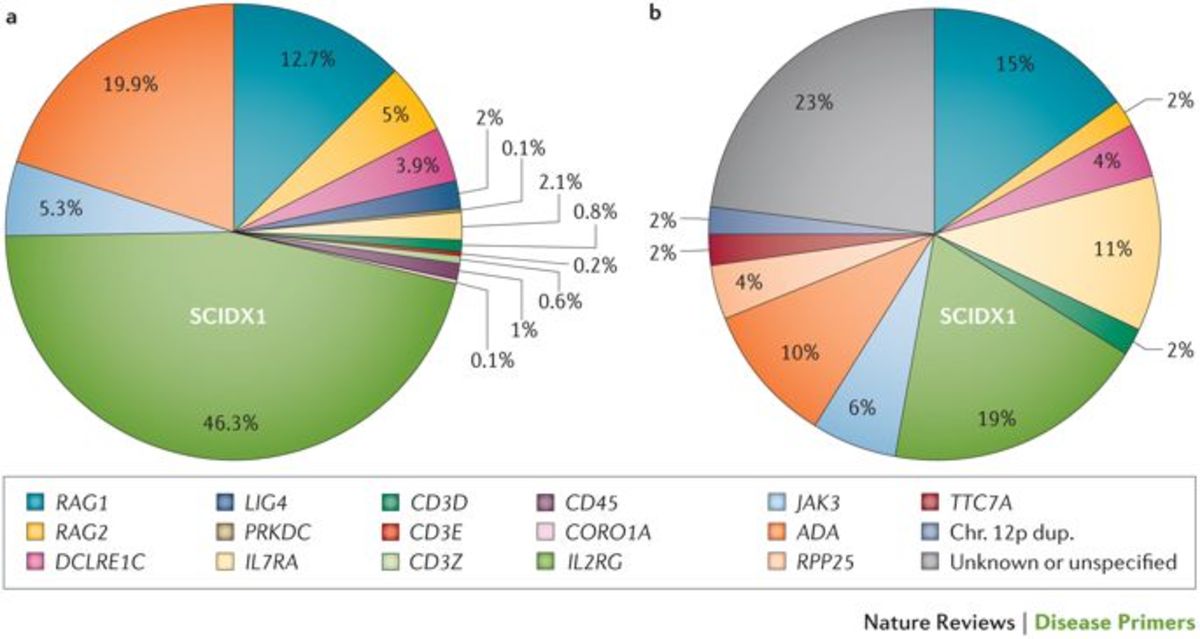 Severe Combined Immunodeficiency (SCID) - HubPages
