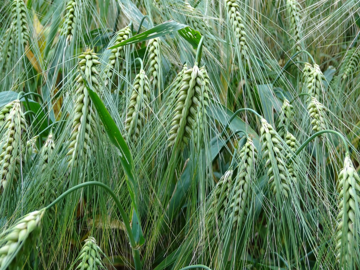 Crop Names in Hindi and English - HubPages