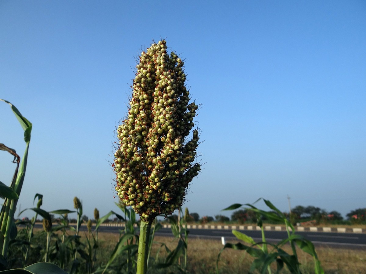 Crop Names in Hindi and English - HubPages