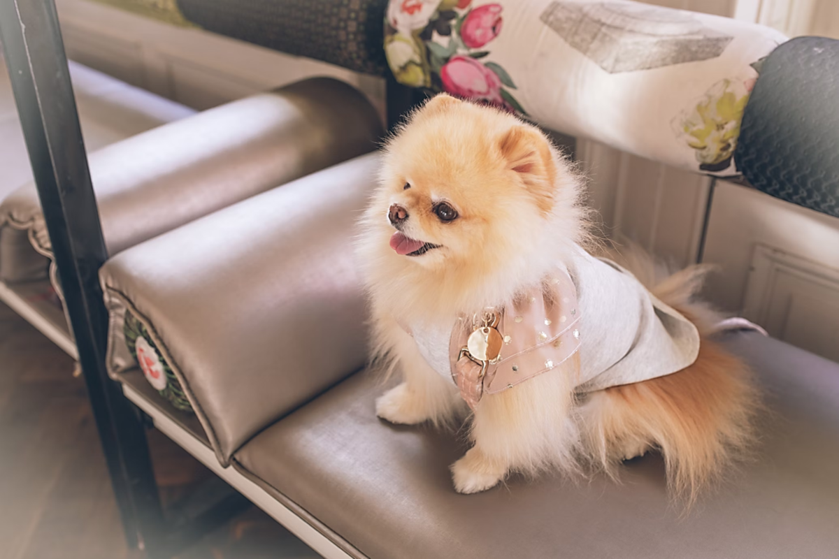 The 15 Longest Living Dog Breeds - HubPages