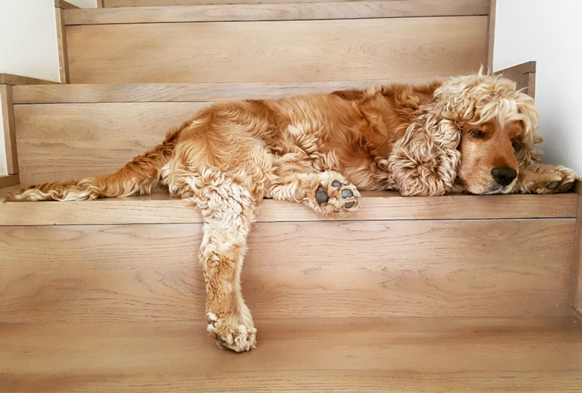 The 15 Longest Living Dog Breeds - HubPages