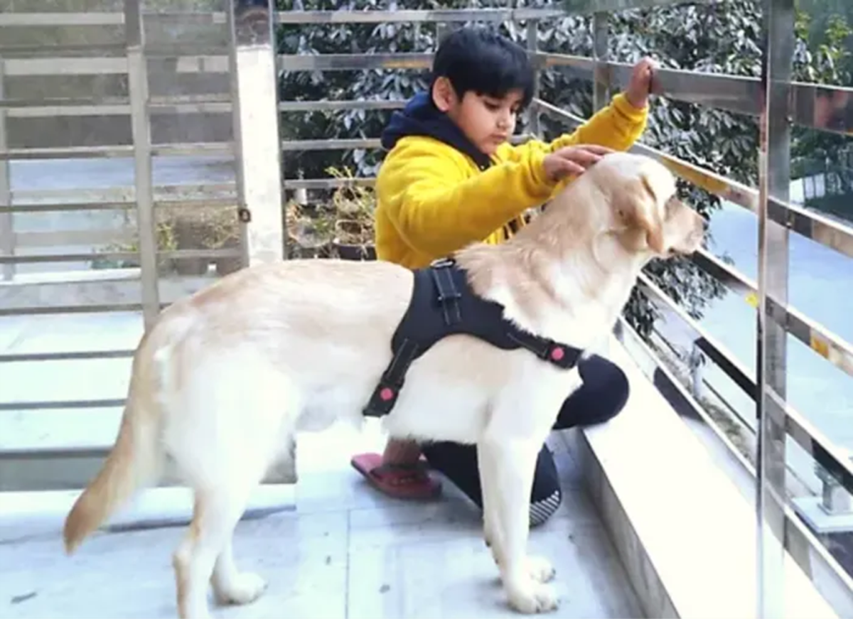 11 Dog Breeds Like the Labrador Retriever - HubPages