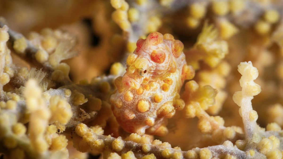 Pygmy Seahorses: Interesting Fish With Impressive Camouflage - Owlcation