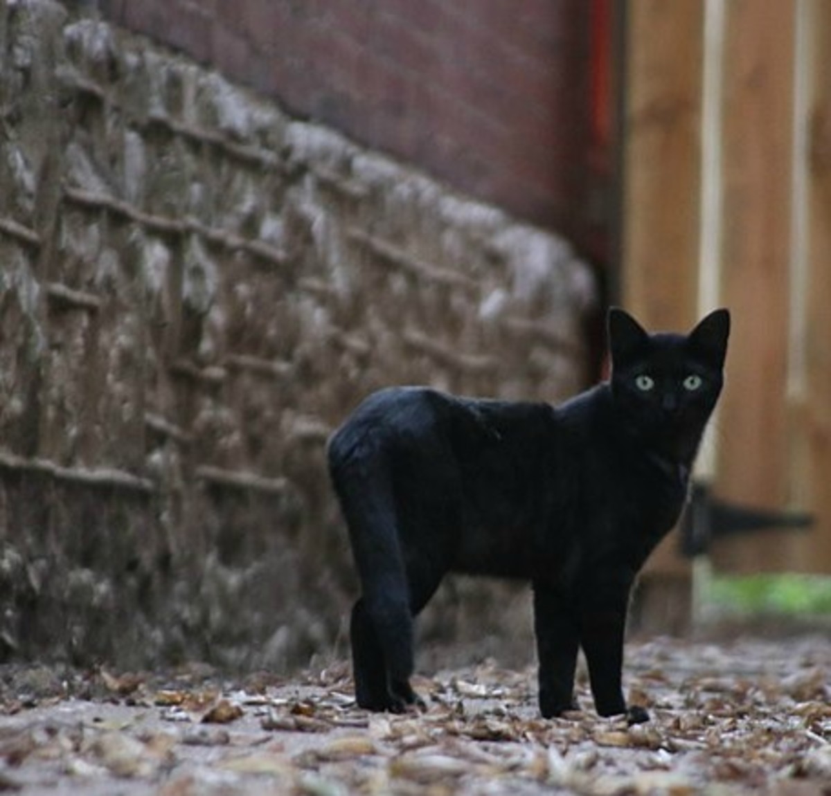 Unique Witchy Names for Cats From History, Myth, and Literature - HubPages