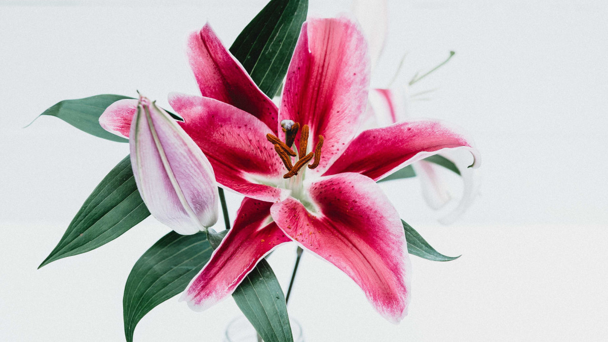 Long-Lasting Cut Flowers for Your Bouquets - HubPages