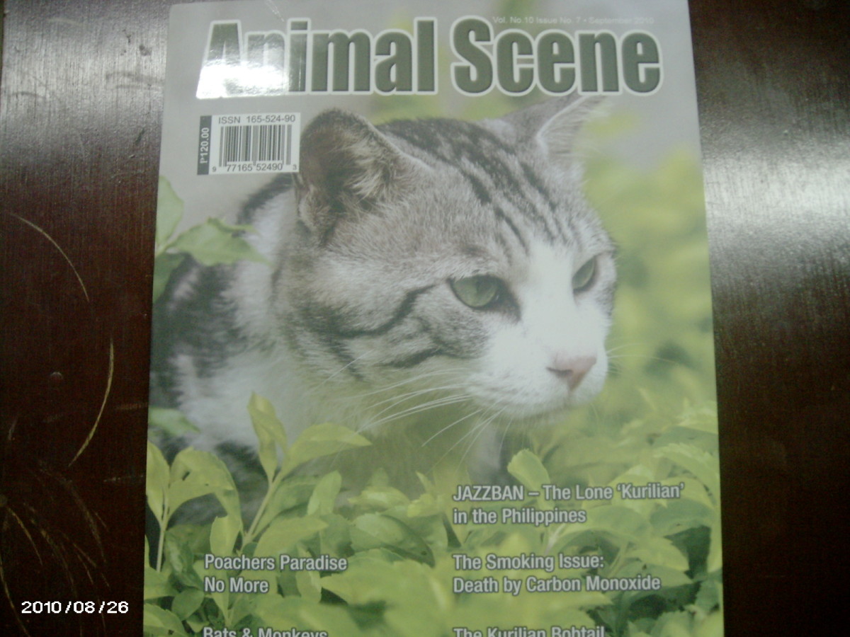 Aspin or Philippine Local Dogs, With Their Very Own Club Called Aspin ...