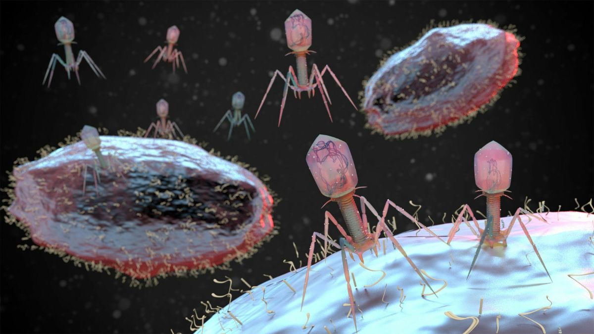 Antibiotic Resistance, Bacteriophages, and Phage Therapy - Owlcation
