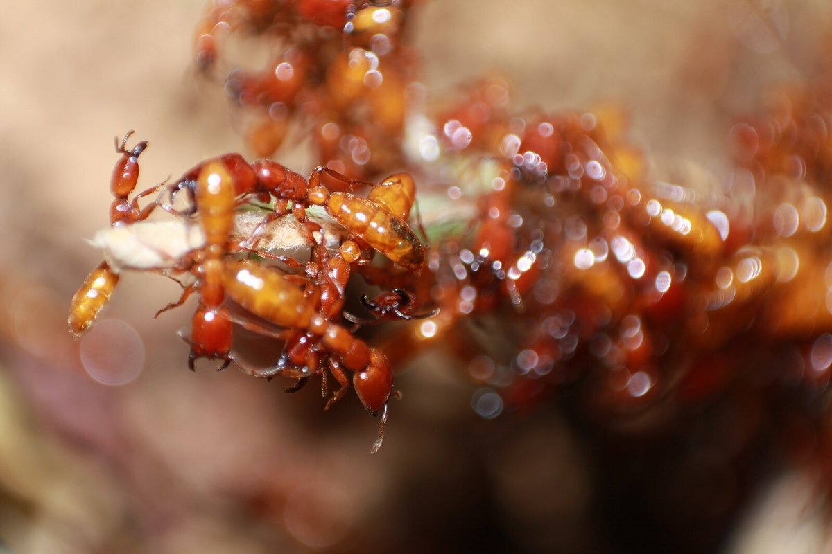 Top 10 Horrible Ways Animals Can Kill You - Owlcation