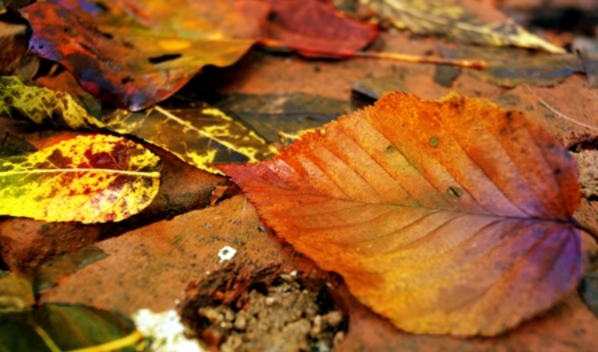Fall Photography - Images, Ideas and Tips - HubPages