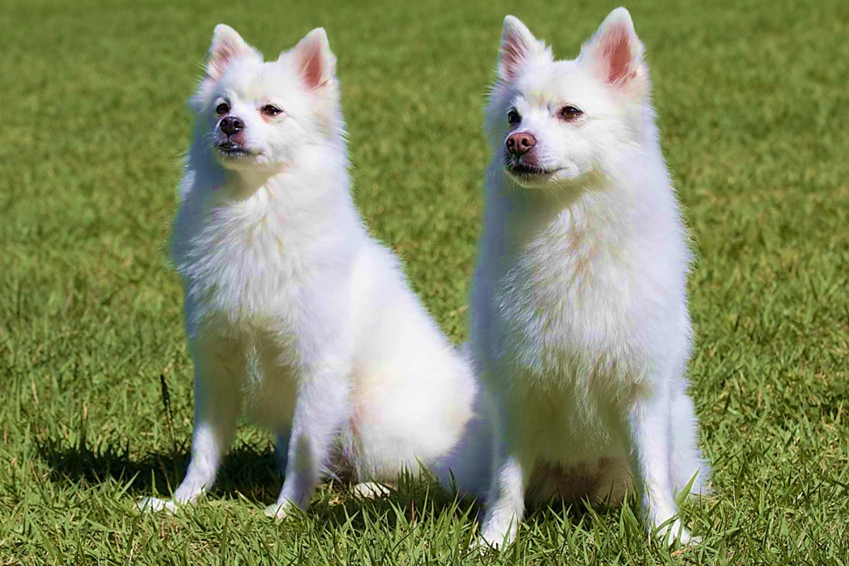 11 Best Small Dogs For Tropical Indian Weather - HubPages