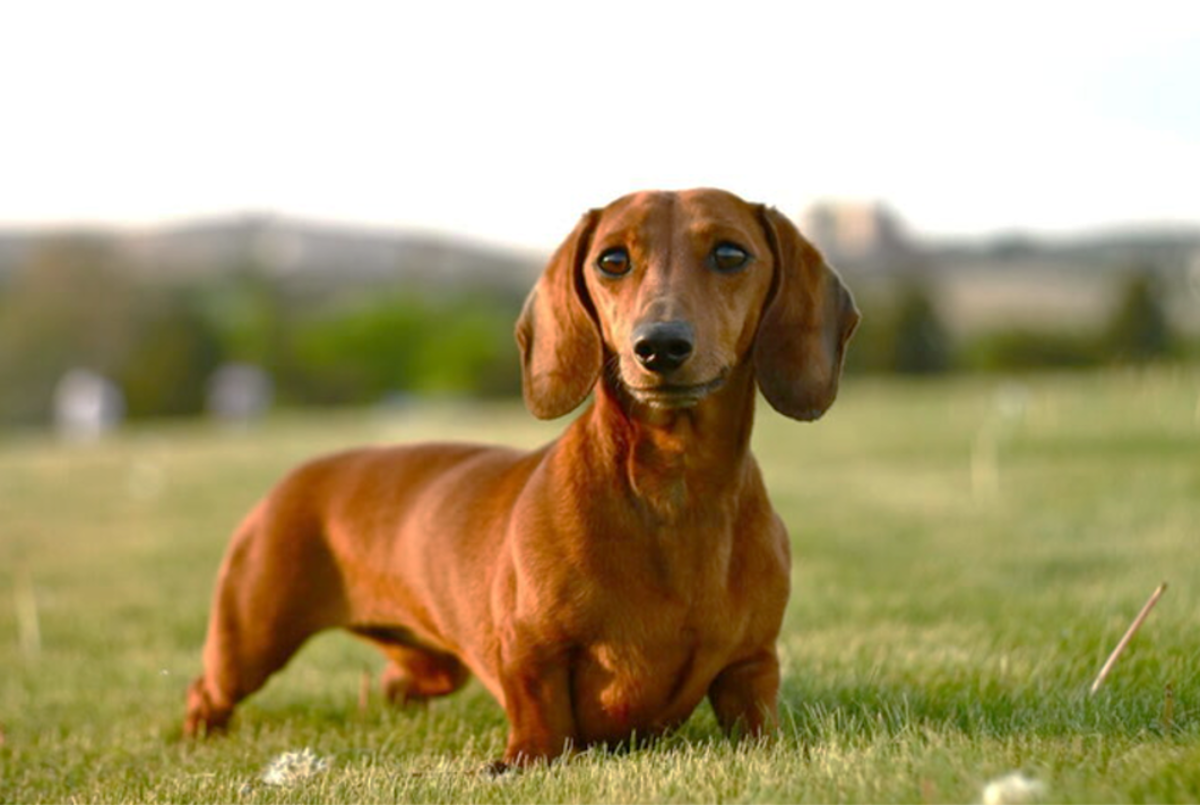 11 Best Small Dogs For Tropical Indian Weather - HubPages