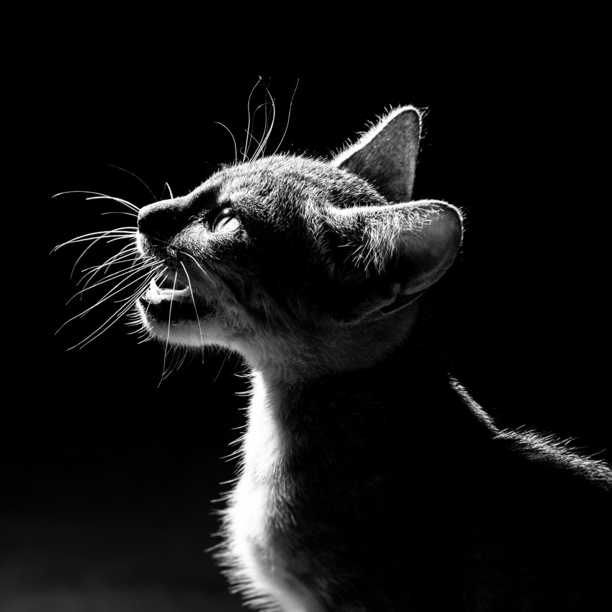100 Unique Names For Chatty Cats That Meow A Lot PetHelpful 100 Unique Names For Chatty Cats That Meow A Lot PetHelpful