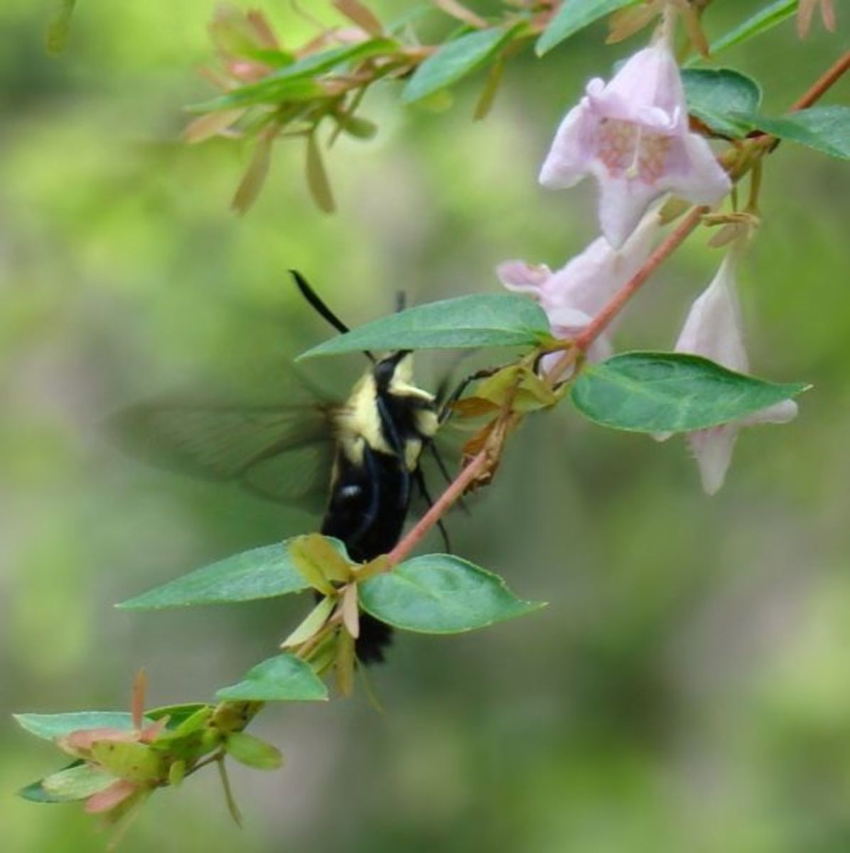 A Walk in a Spring Garden - HubPages