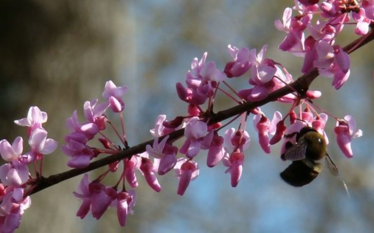 A Walk in a Spring Garden - HubPages