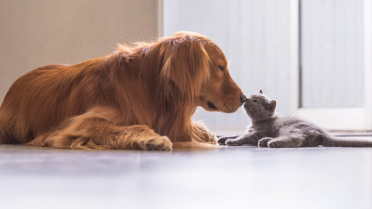 How To Guide: Correctly Introducing New Pets to the Family - HubPages