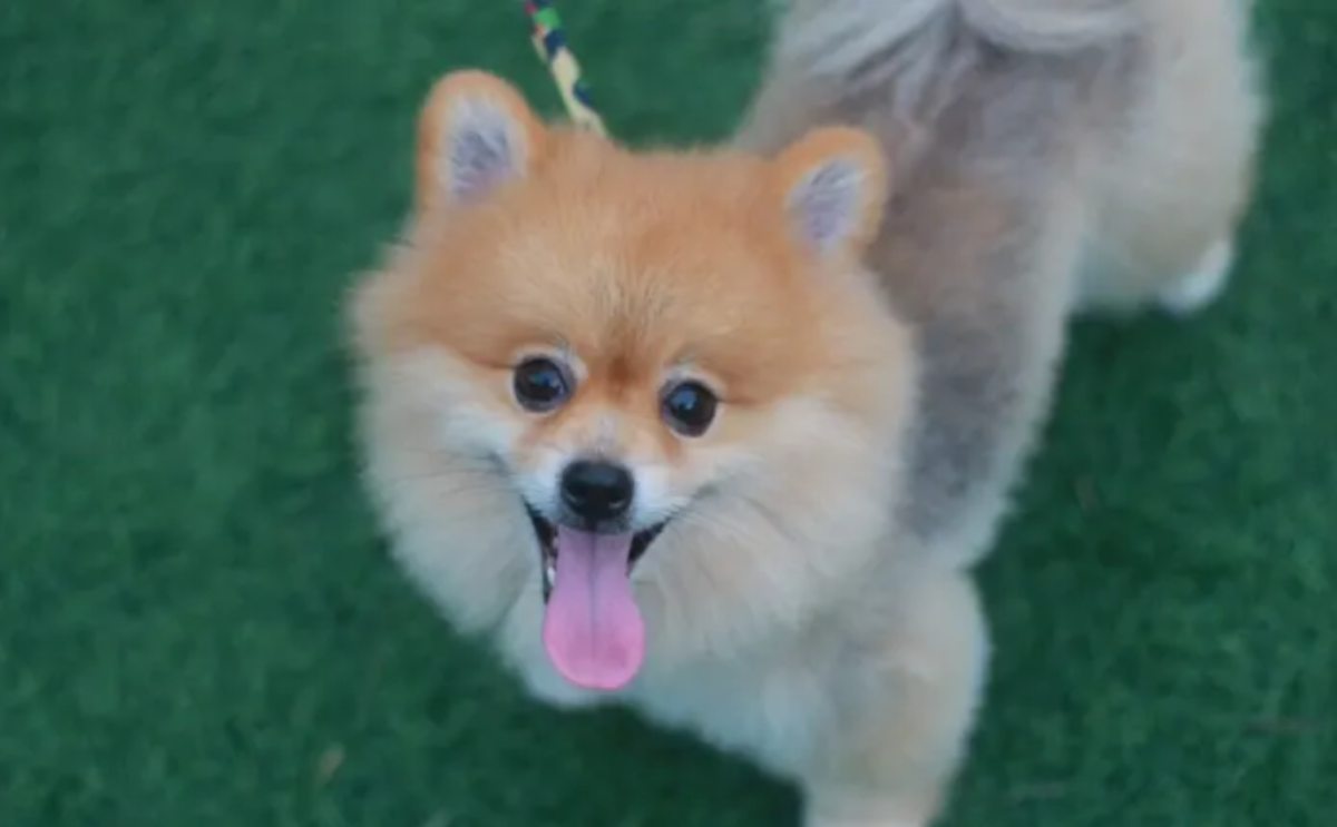 Why Is My Dog's Stomach Turning Purple? 10 Possible Causes - HubPages