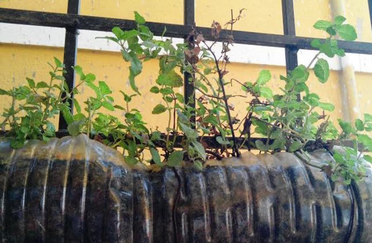 Amazing Mint Uses and Benefits - HubPages