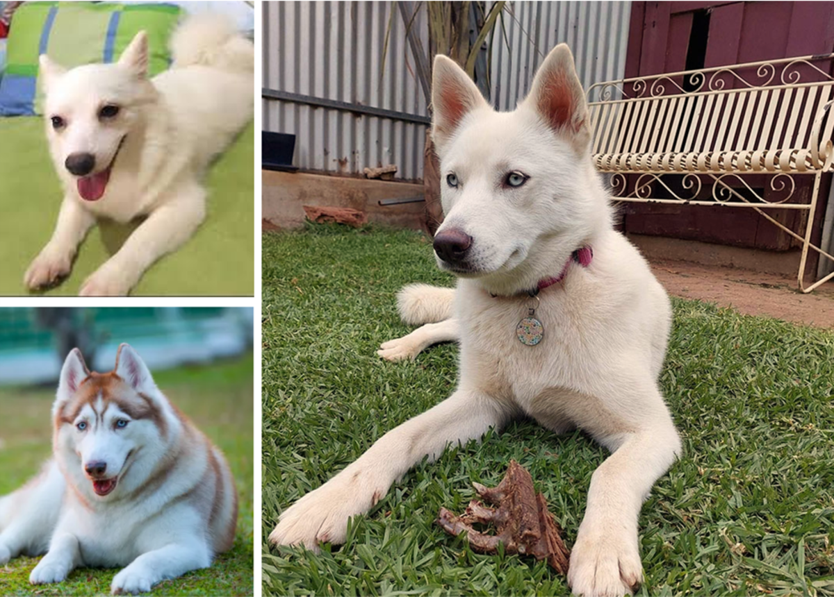 21 Most Popular Mixed Breed Designer Dogs in India - HubPages