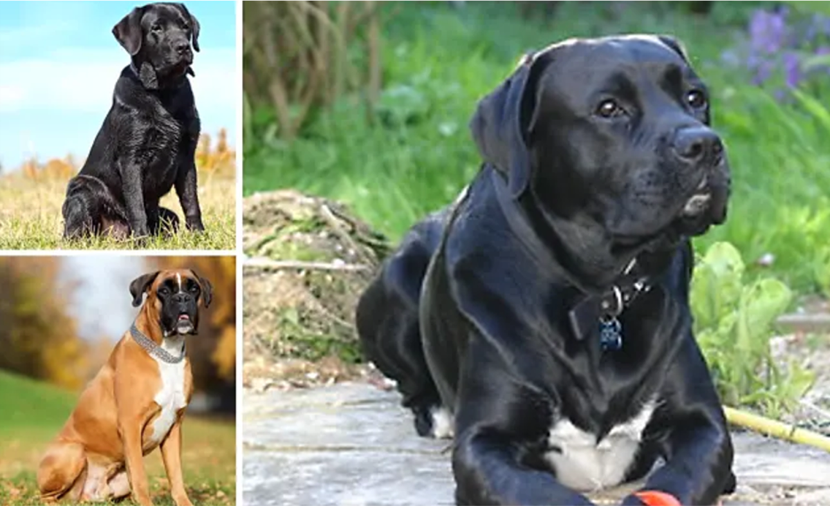 21 Most Popular Mixed Breed Designer Dogs in India - HubPages