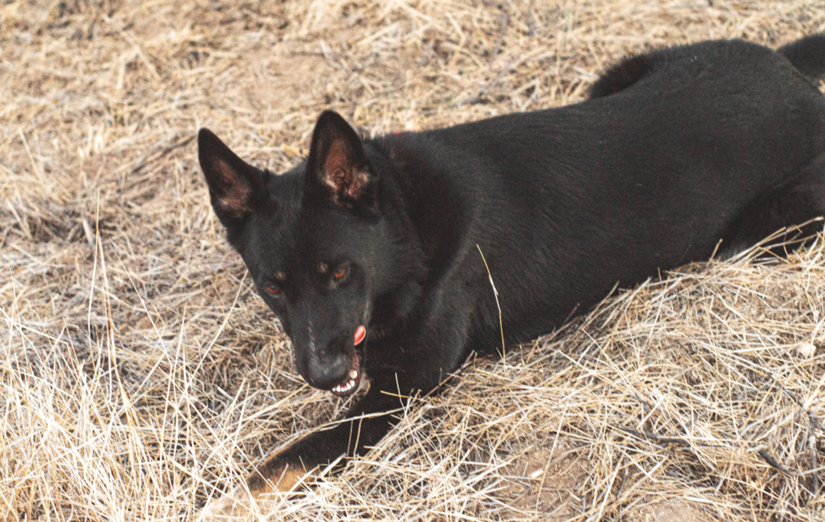 21 Most Popular Mixed Breed Designer Dogs in India - HubPages