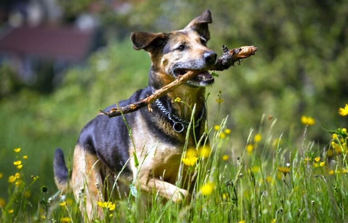 21 Most Popular Mixed Breed Designer Dogs in India - HubPages