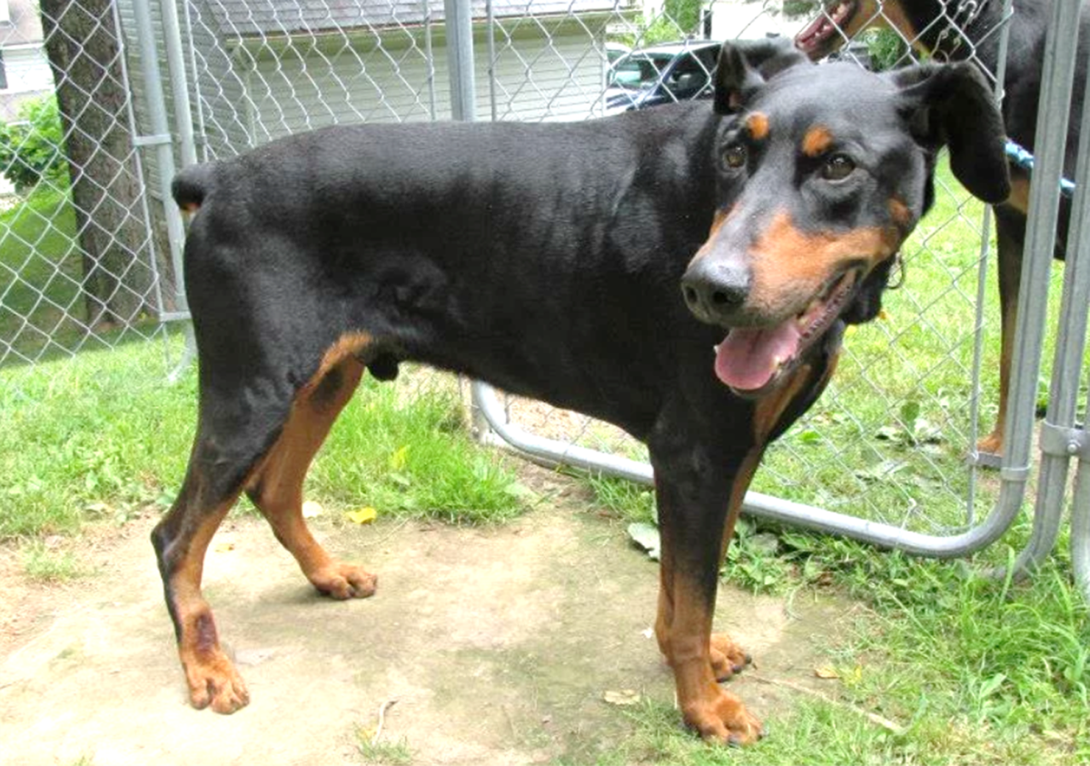 21 Most Popular Mixed Breed Designer Dogs in India - HubPages