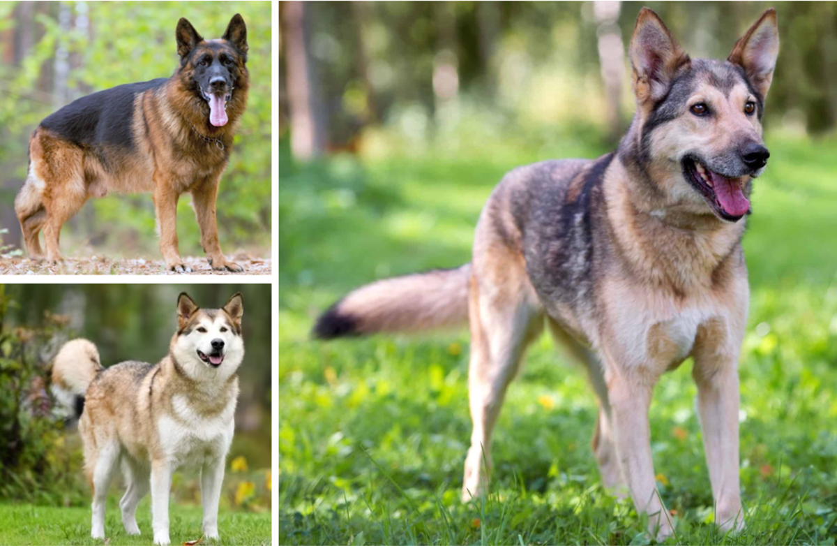 21 Most Popular Mixed Breed Designer Dogs in India - HubPages