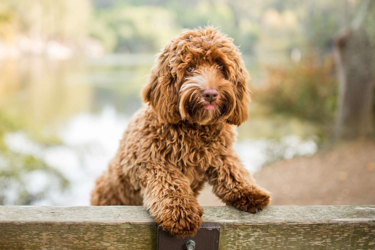 21 Most Popular Mixed Breed Designer Dogs in India - HubPages