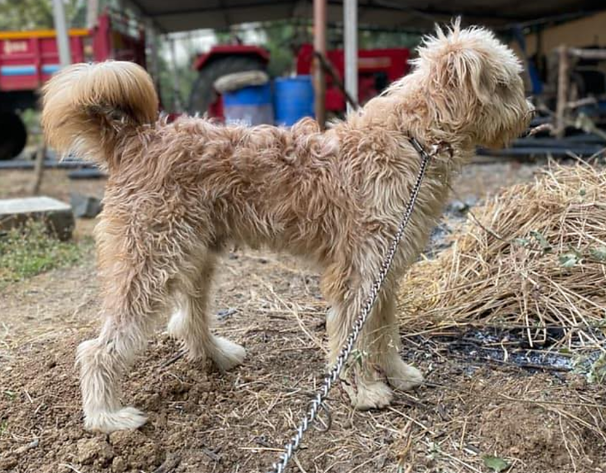 Thelari (Dhangari) or Maharashtrian Sheep Dog: Breed Information, Facts ...