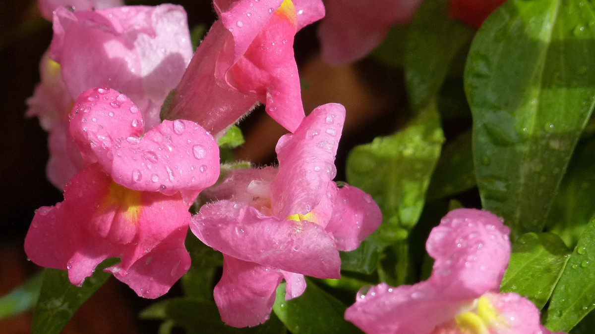Types of Pink Flowers for Your Garden: Pictures and Tips for Care ...