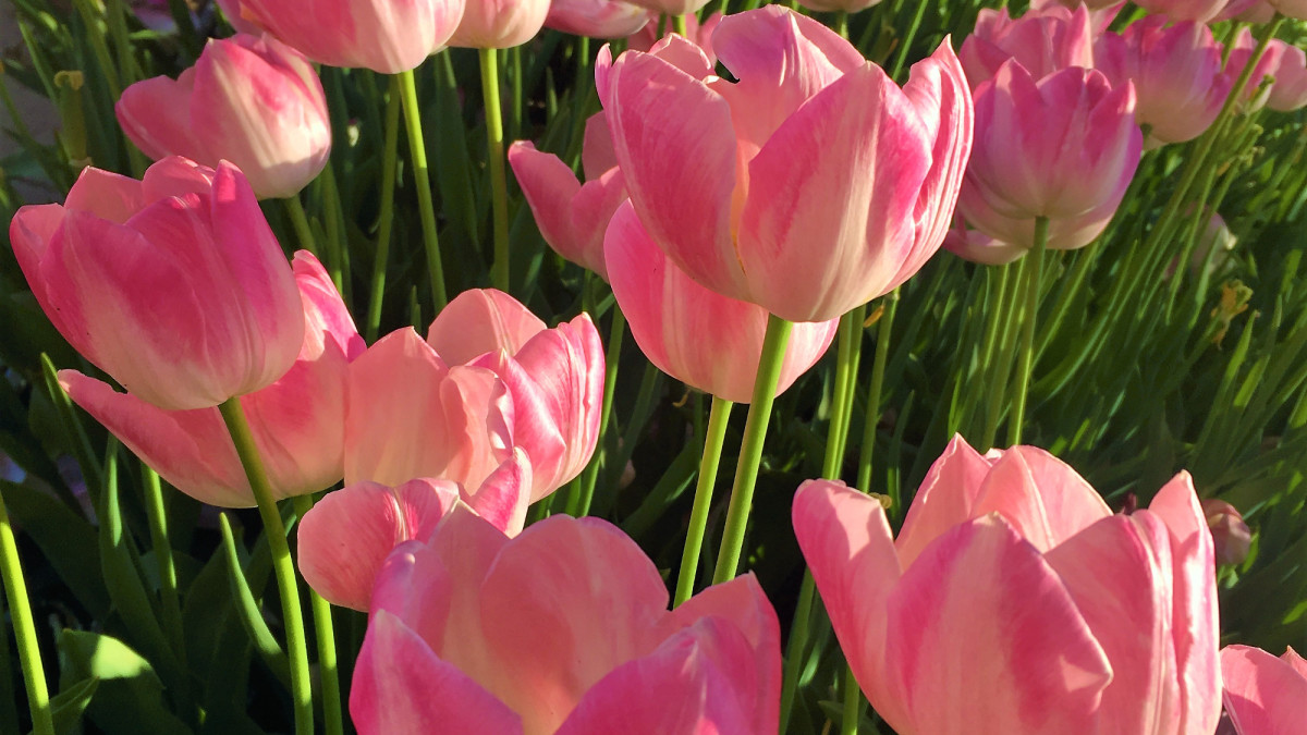 Types of Pink Flowers for Your Garden: Pictures and Tips for Care ...