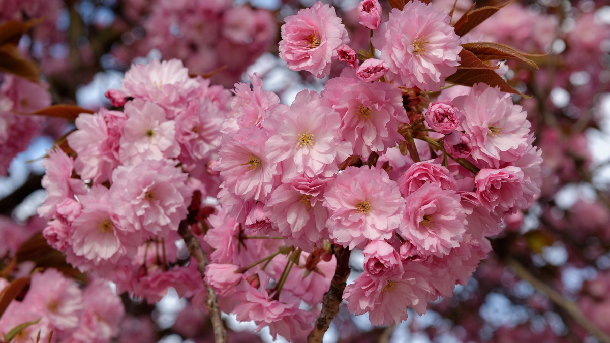 Types of Pink Flowers for Your Garden: Pictures and Tips for Care ...