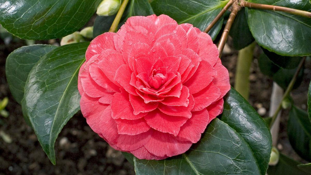 Types of Pink Flowers for Your Garden: Pictures and Tips for Care ...