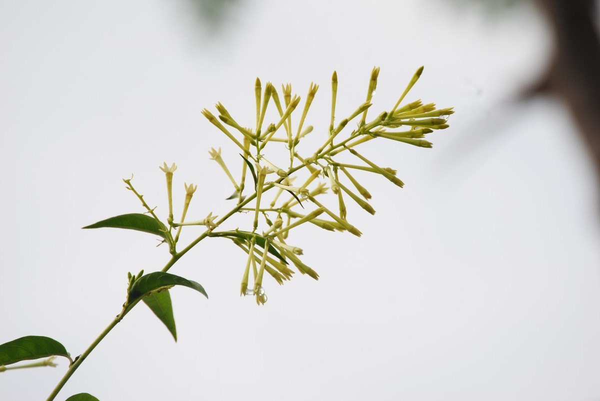 List Of Flower Names In Hindi And English With Pictures