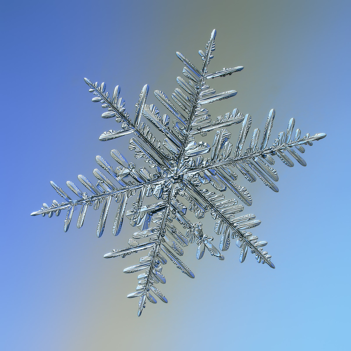 Fractal Patterns and the Beauty of Nature - Owlcation