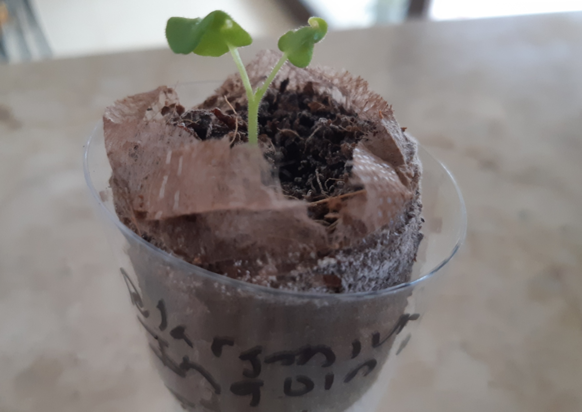 Facts About Pelargonium Inquinans: The Scarlet Geranium (Pelargonium ...