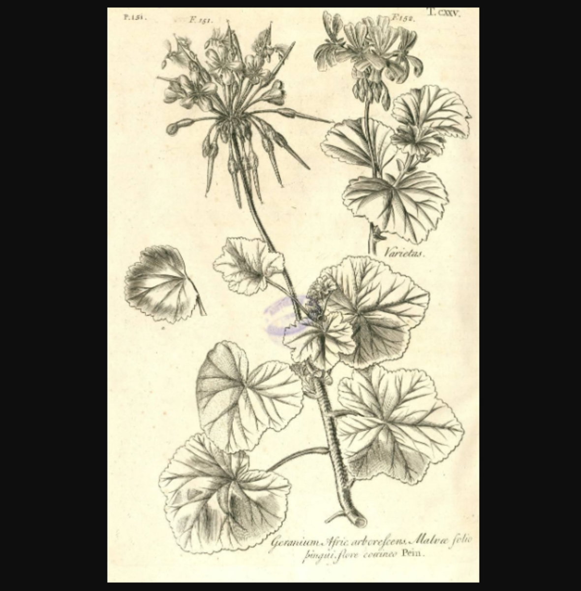Facts About Pelargonium Inquinans: The Scarlet Geranium (Pelargonium ...