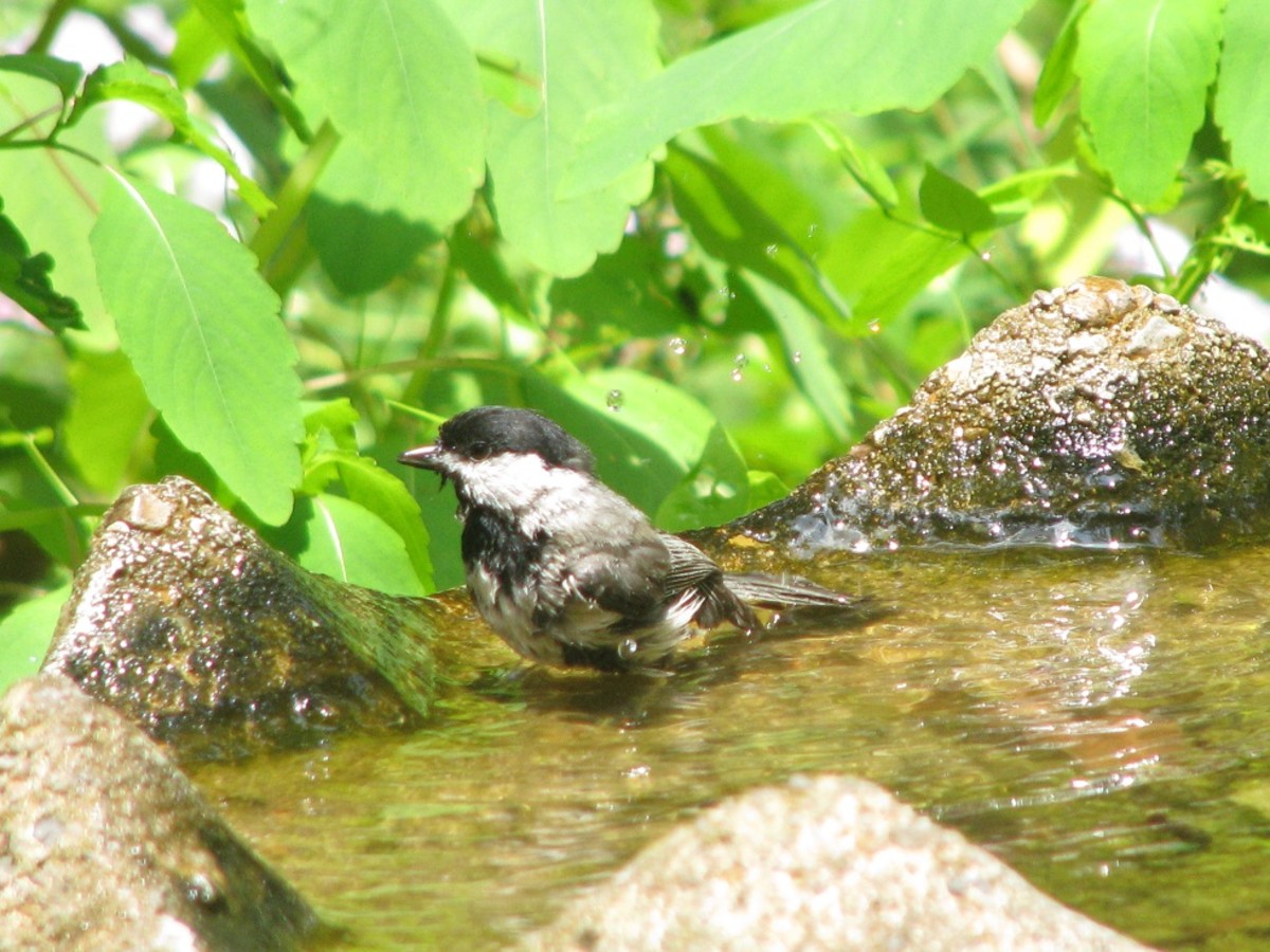 Carolina Chickadees - HubPages