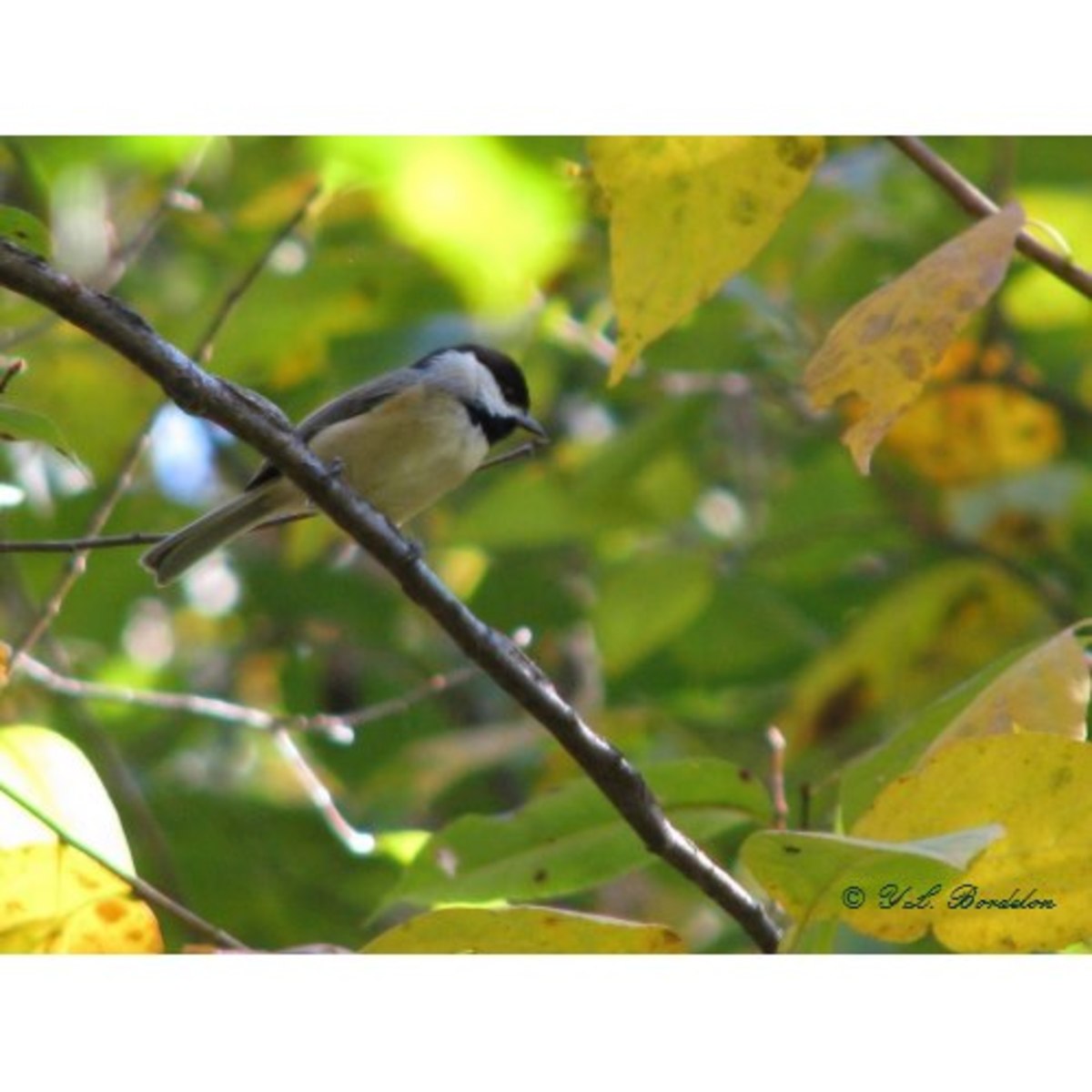 Carolina Chickadees - HubPages