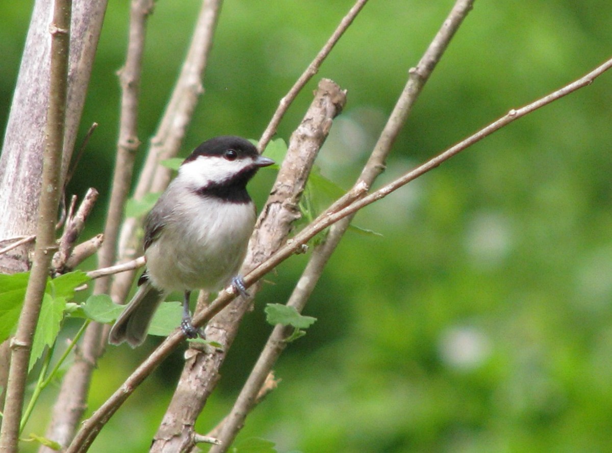 Carolina Chickadees - HubPages