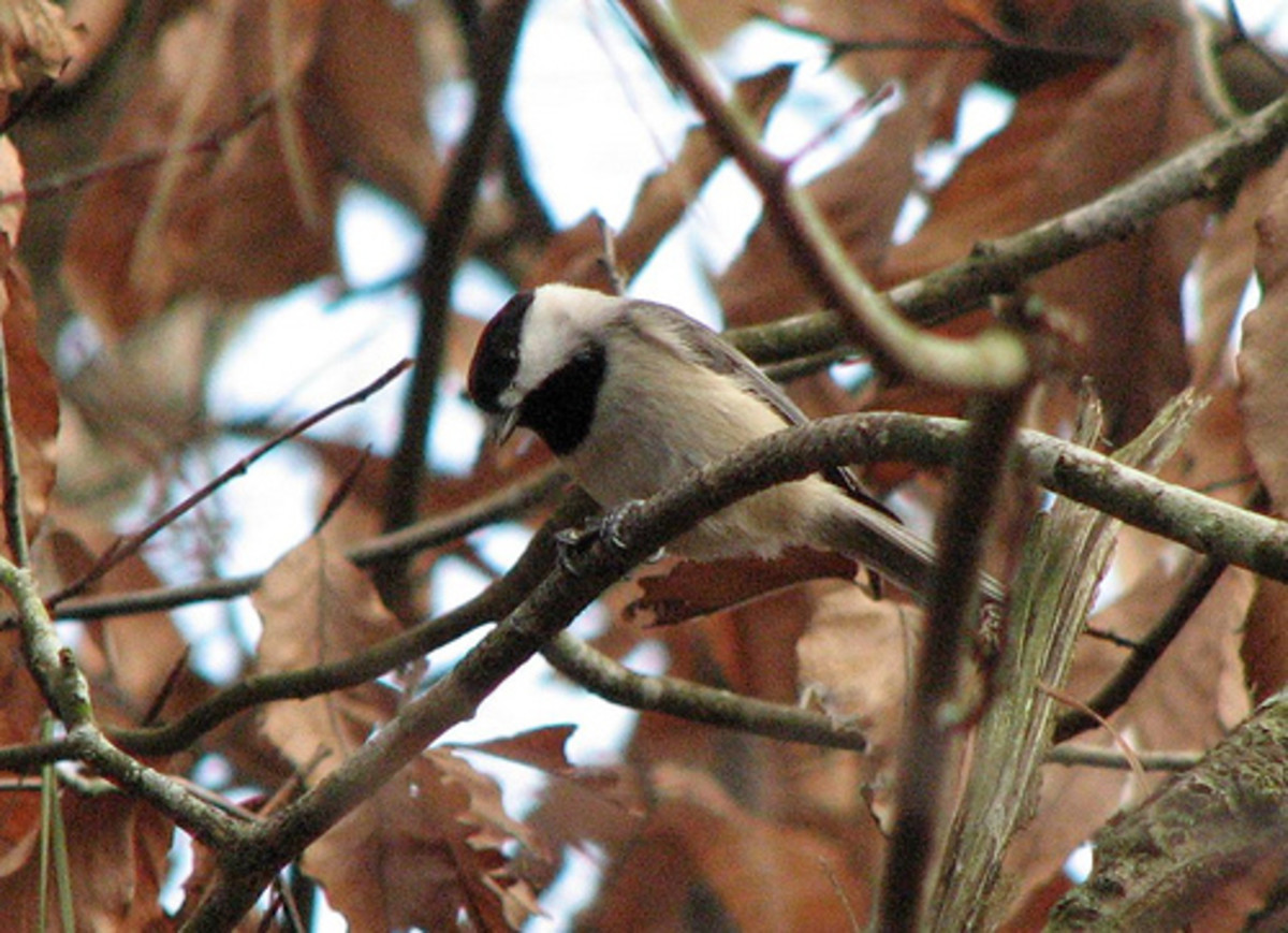 Carolina Chickadees - HubPages