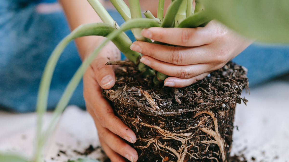 Repotting Monstera: How, When, and All the Steps - Dengarden