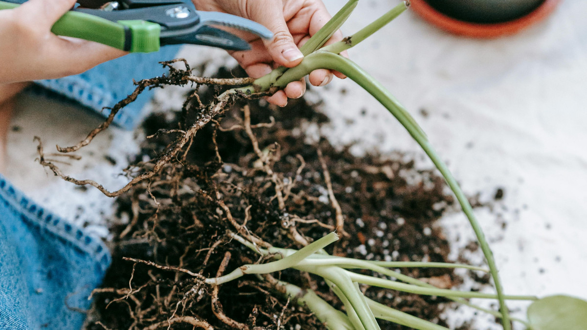 Repotting Monstera: How, When, and All the Steps - Dengarden
