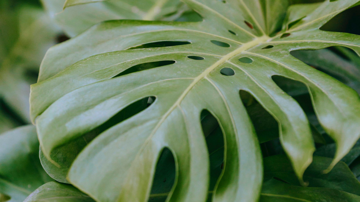 Repotting Monstera: How, When, and All the Steps - Dengarden