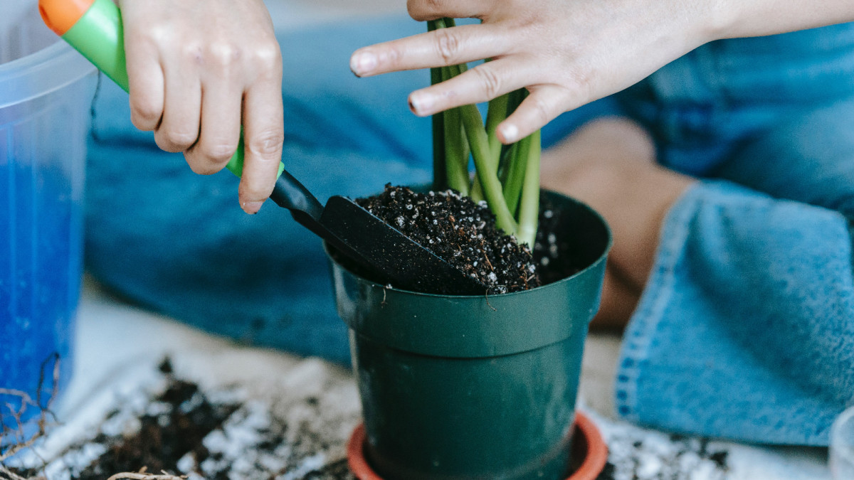 Repotting Monstera: How, When, and All the Steps - Dengarden