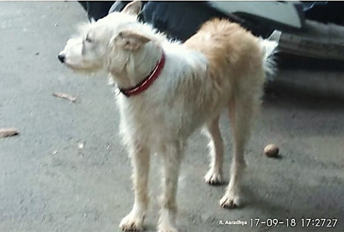 Thelari (Dhangari) or Maharashtrian Sheep Dog: Breed Information, Facts ...