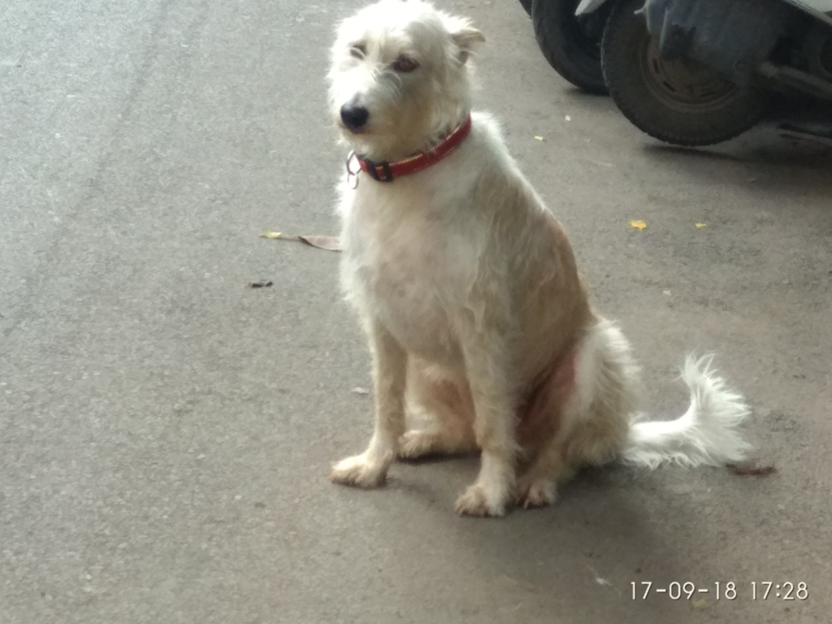Thelari (Dhangari) or Maharashtrian Sheep Dog: Breed Information, Facts ...