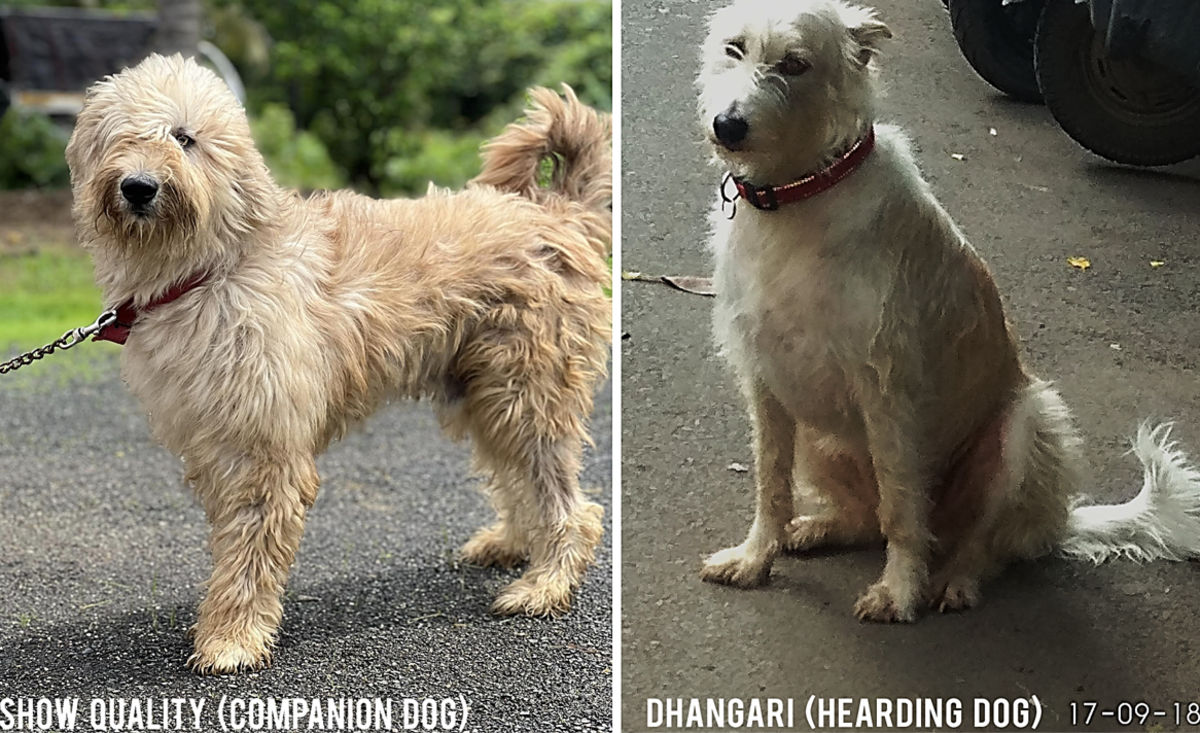 Thelari (Dhangari) or Maharashtrian Sheep Dog: Breed Information, Facts ...
