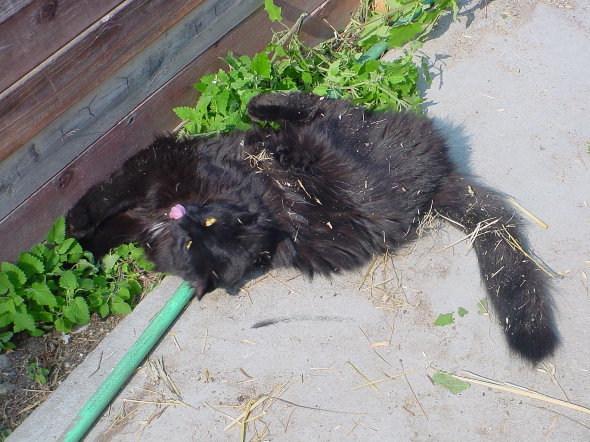 Catnip: Not Just for Cats - HubPages